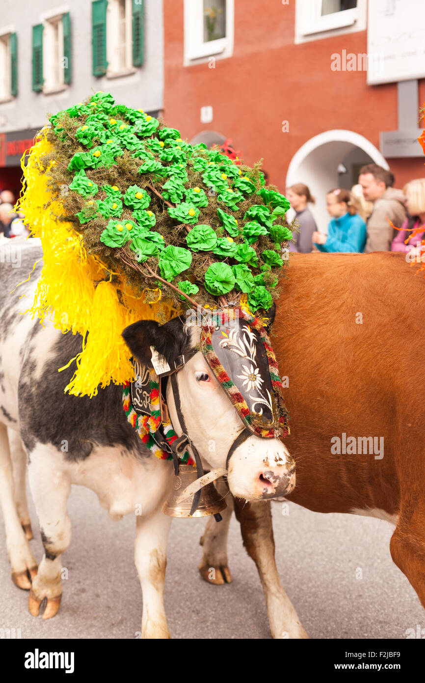Kufstein / Austria / Tirol-19.September: Decorated cow cattle drive in ...