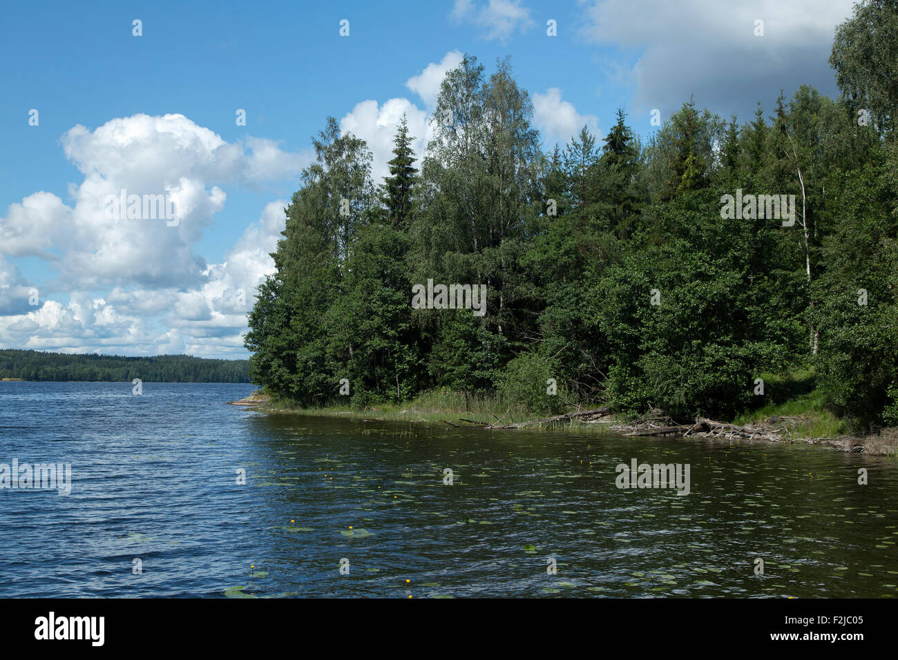Forest along Swedish lake Västra Silen, Dalsland, Sweden Stock Photo ...