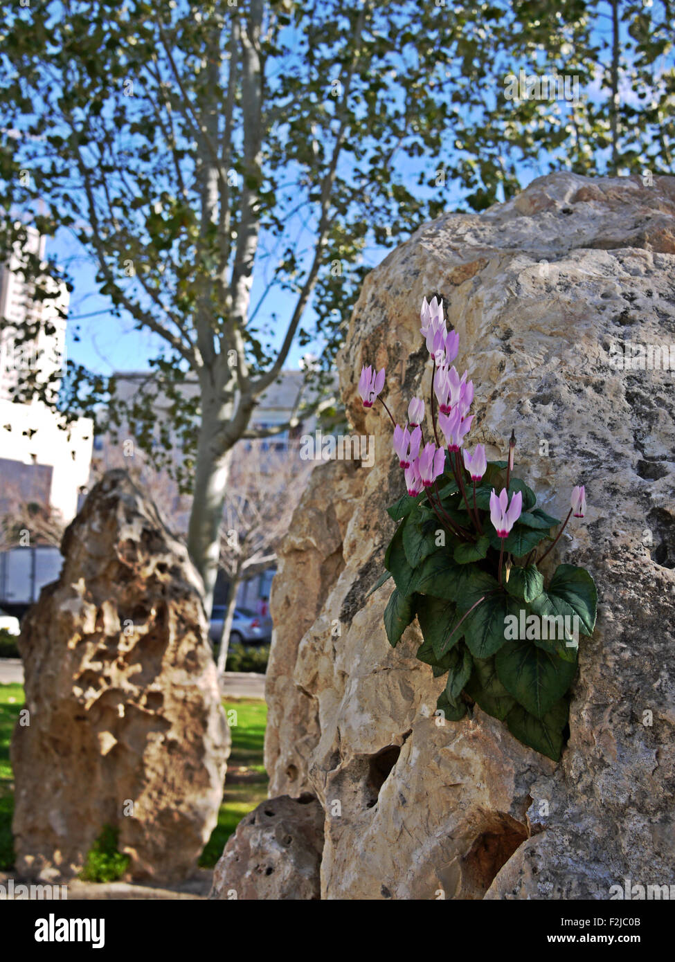 Cyclamen persicum Persian Violets grow in a rock. Photographed in ...