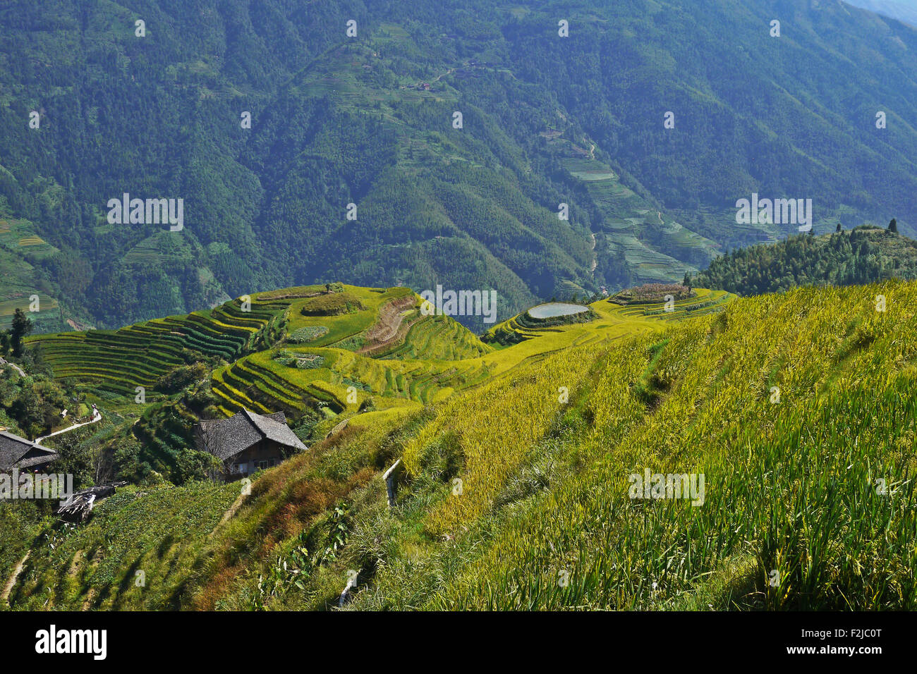 China, Guilin landscape with Ping An Rice Terraces Stock Photo - Alamy