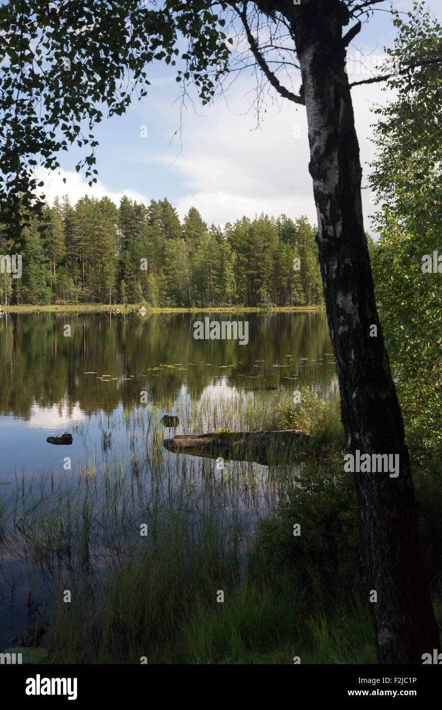 Swedish silver birch hi-res stock photography and images - Alamy