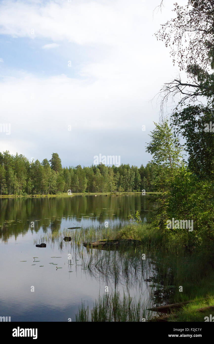 Swedish forests hi-res stock photography and images - Alamy
