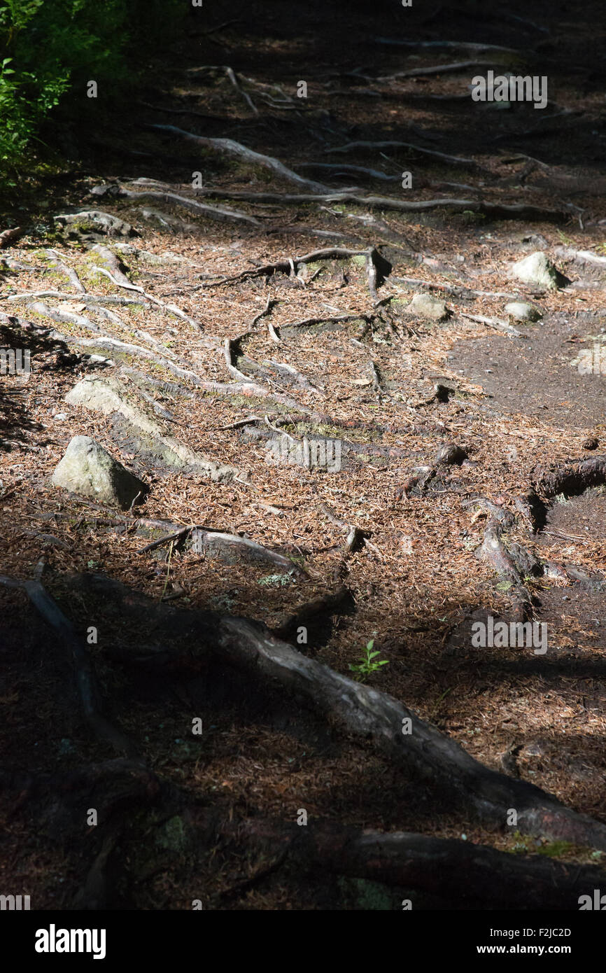 Obstacles on wood-path Stock Photo - Alamy