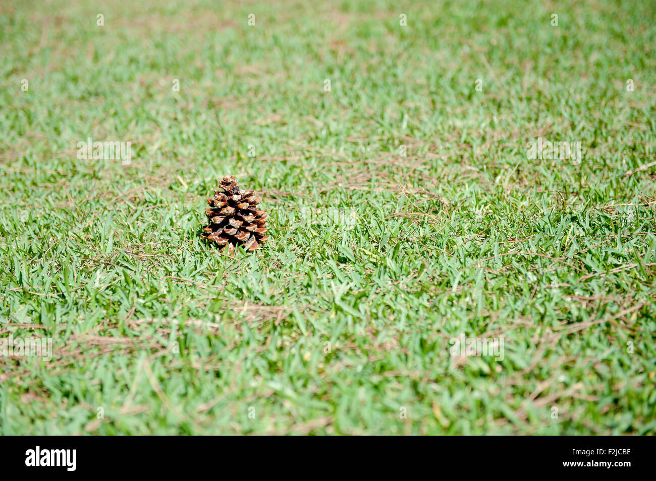 Selective focus pine cone hi-res stock photography and images - Alamy