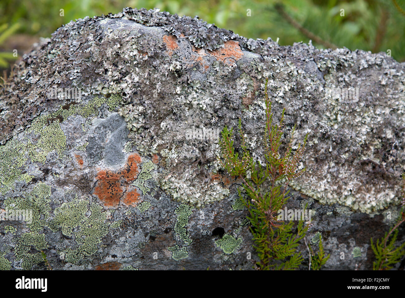 Different lichens hi-res stock photography and images - Alamy