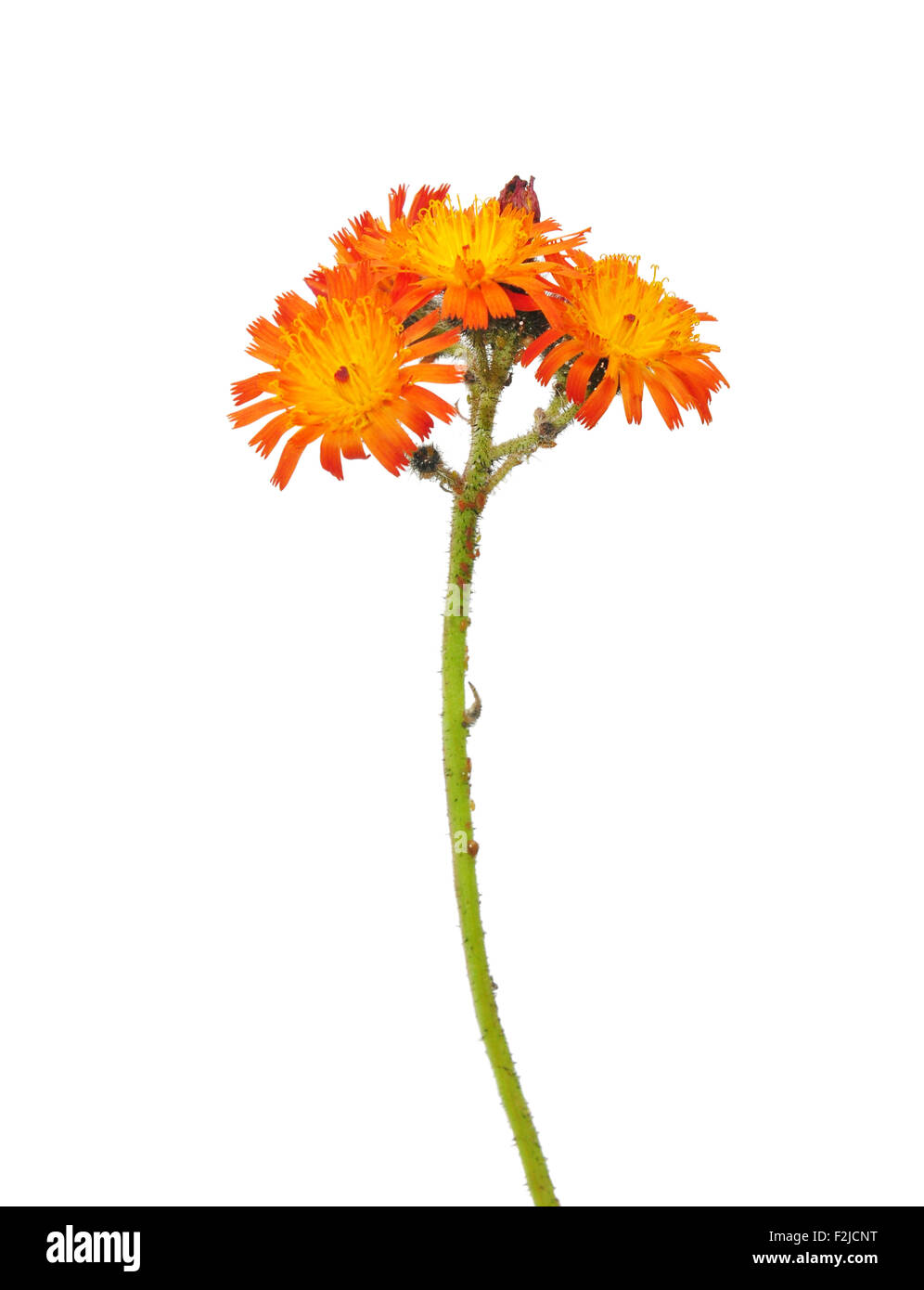 Hawkweed flower Cut Out Stock Images & Pictures - Alamy