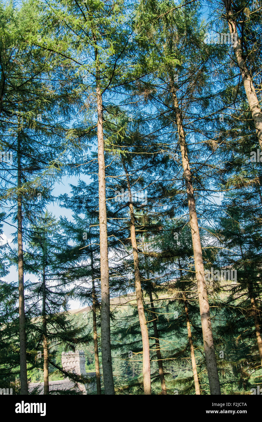 Tall straight trees hi-res stock photography and images - Alamy