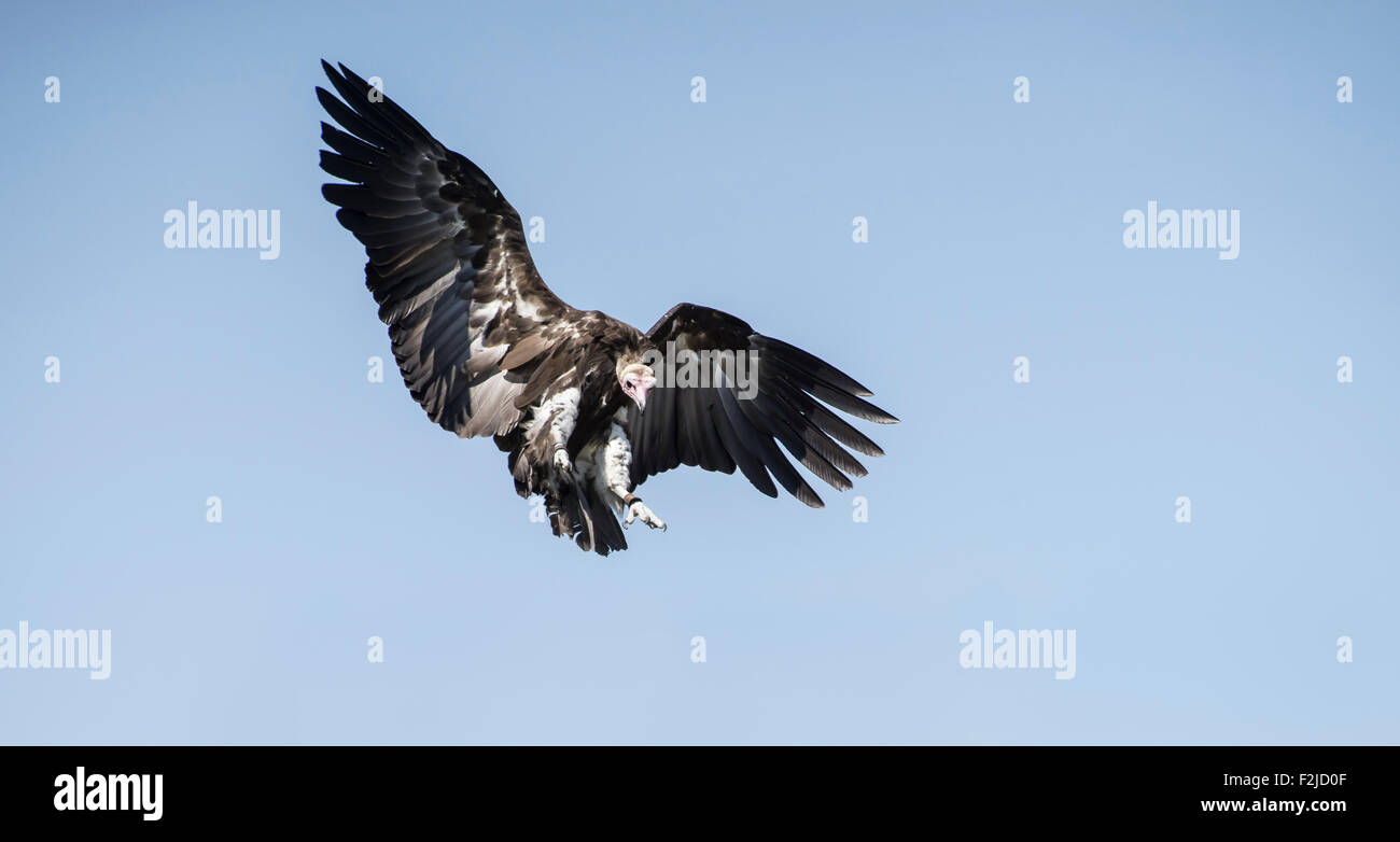 Attacking condor hi-res stock photography and images - Alamy