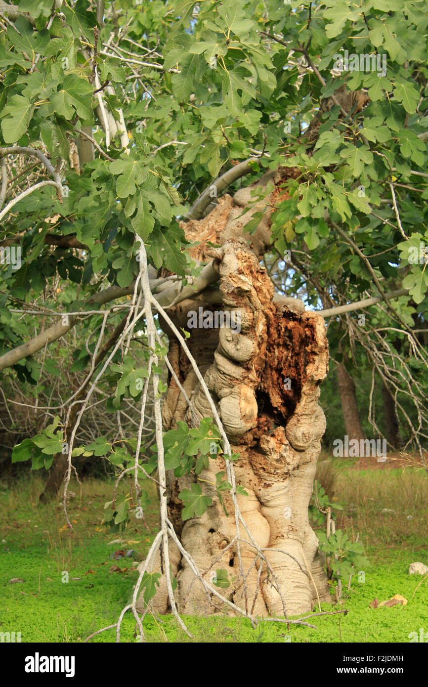 Israel, Shephelah, a Fig tree in Emmaus Stock Photo - Alamy