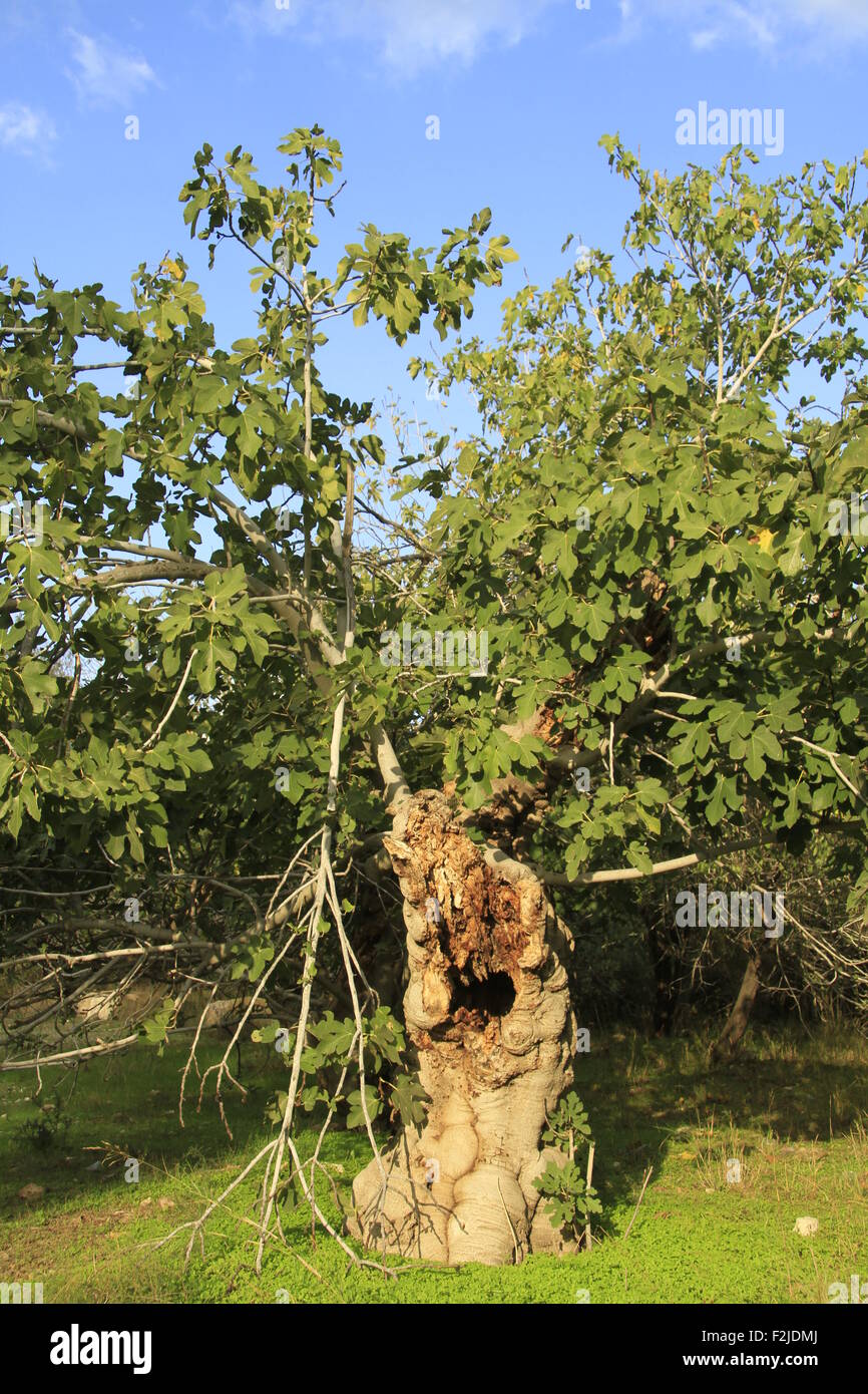 Israel, Shephelah, a Fig tree in Emmaus Stock Photo - Alamy