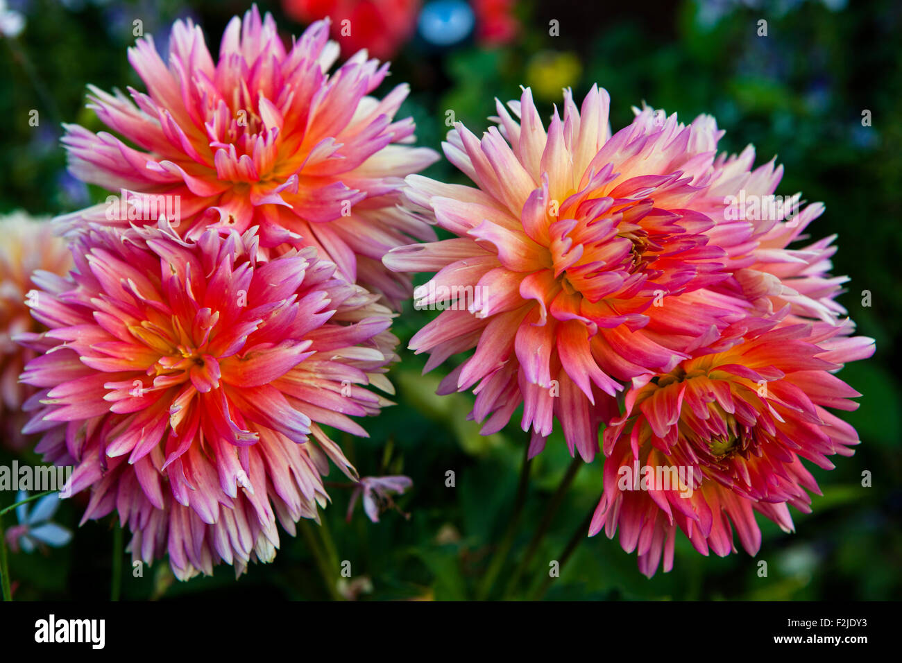 Pink Dahlia Flower Blooms growing in a garden Stock Photo - Alamy