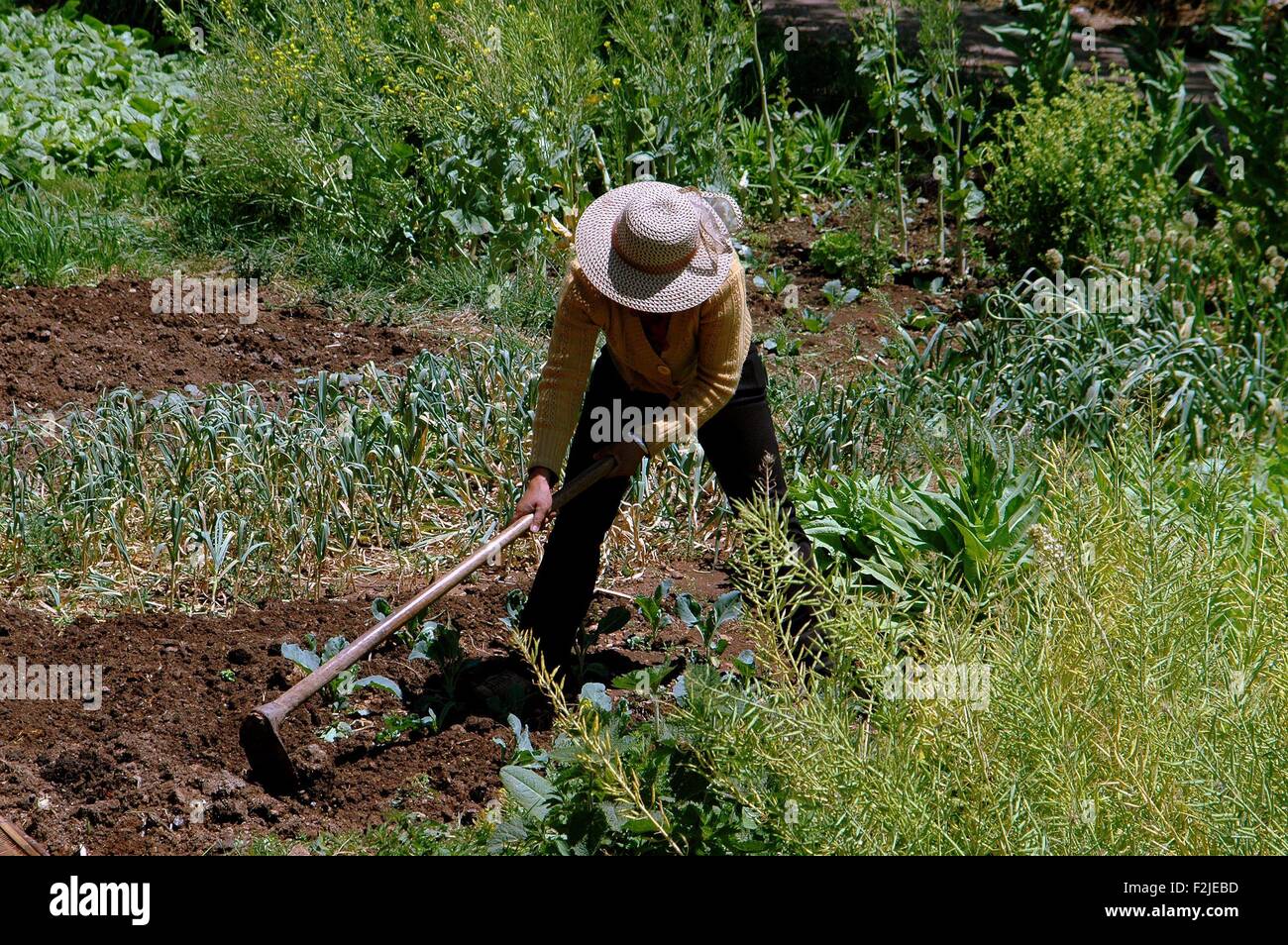 Shu He / Yunnan Province, China: Woman using a hoe cultivating her ...