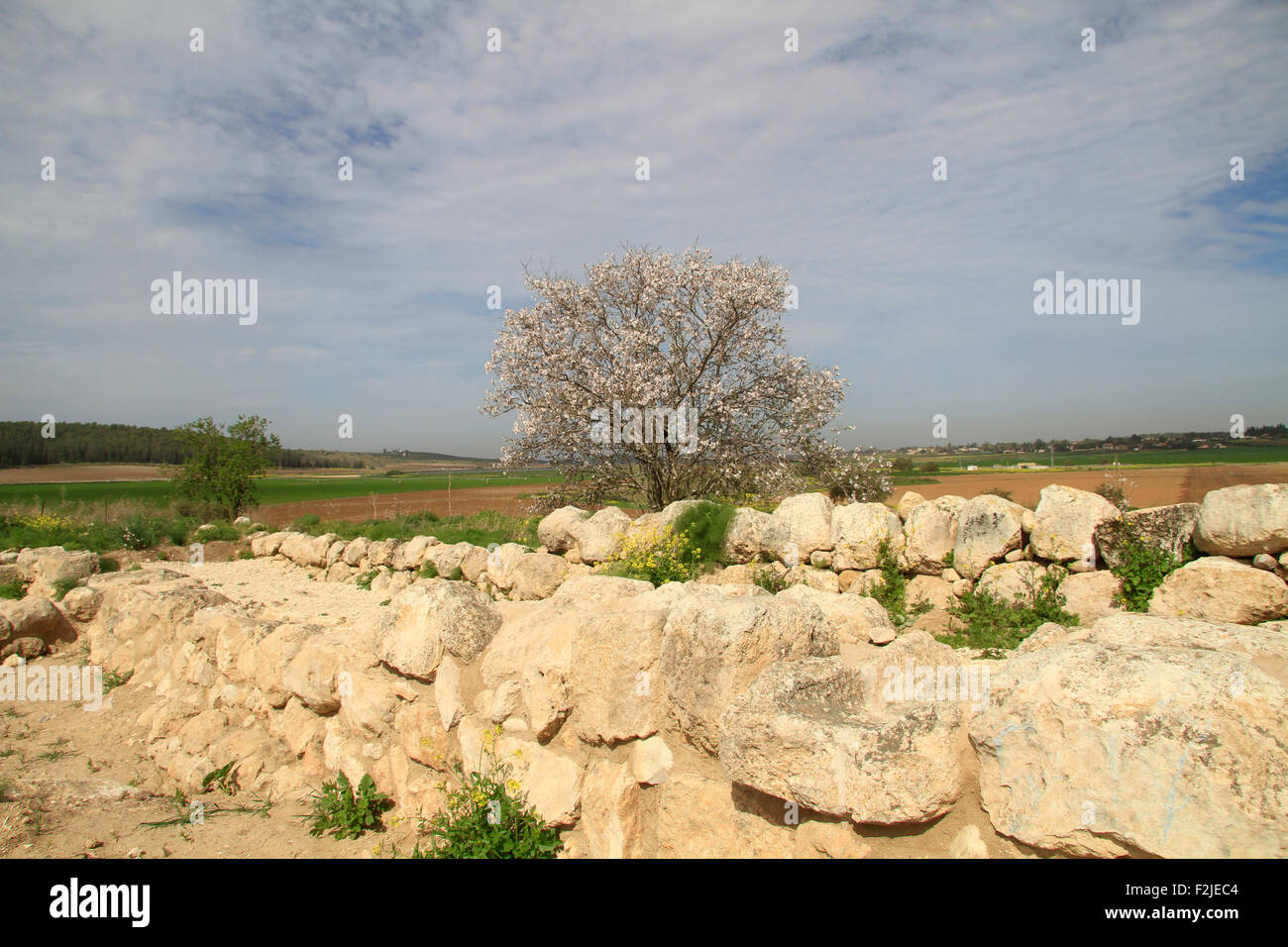 Israel, Tel Batash in the Shephelah, remains of the wall of the ...