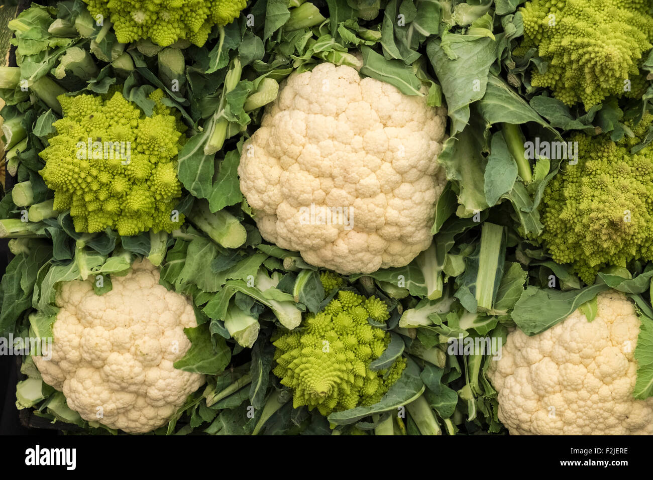 Cauliflower heads on display at Harrogate Flower Show, England UK Stock ...