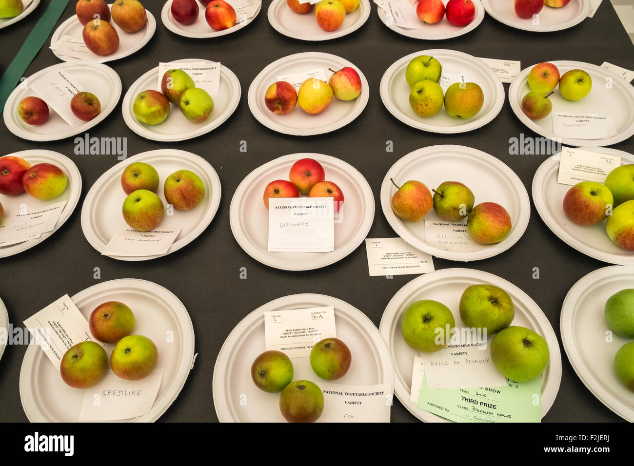 Plates of fresh apples, exhibited at a show competition, Harrogate ...