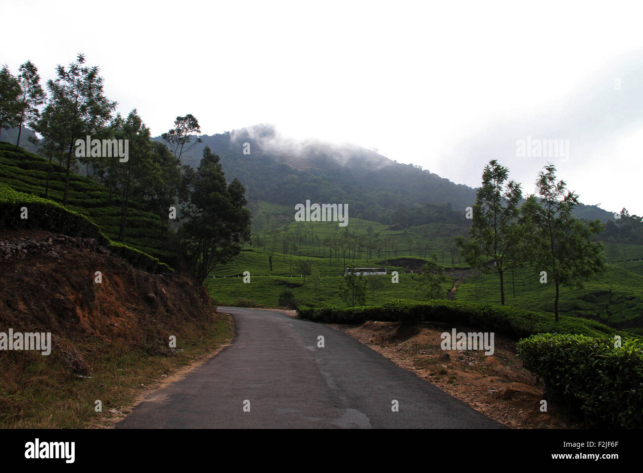 Tea Plantation Road Stock Photo - Alamy