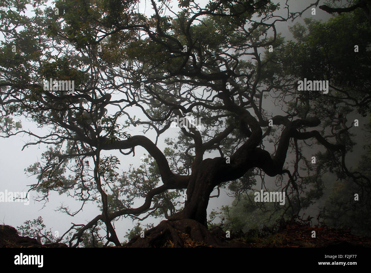 Big tree in fog Stock Photo - Alamy