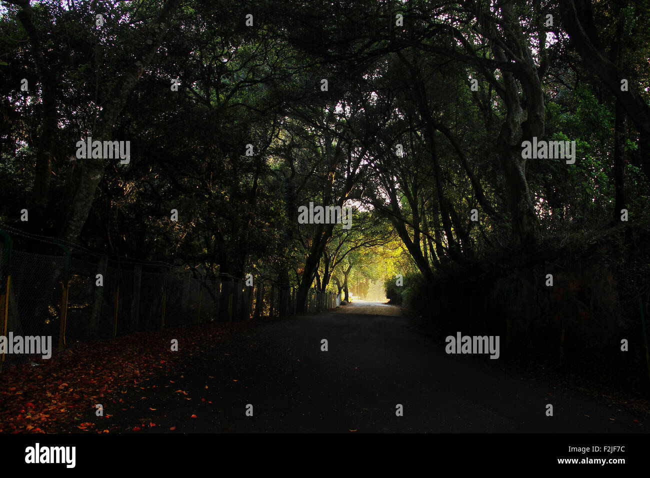 Forest Road in India Stock Photo - Alamy