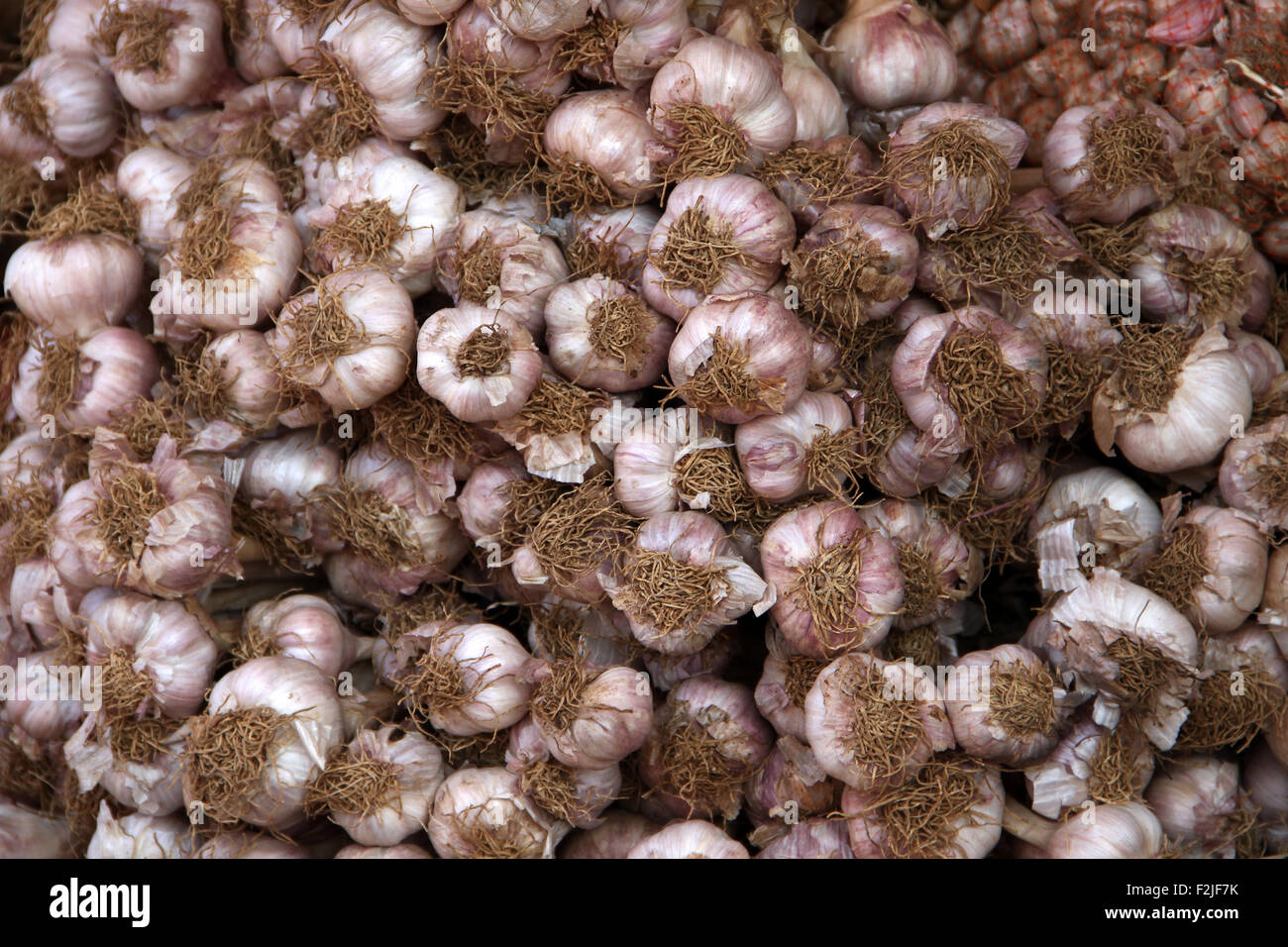 Allium sativum, commonly known as garlic, is a species in the onion ...