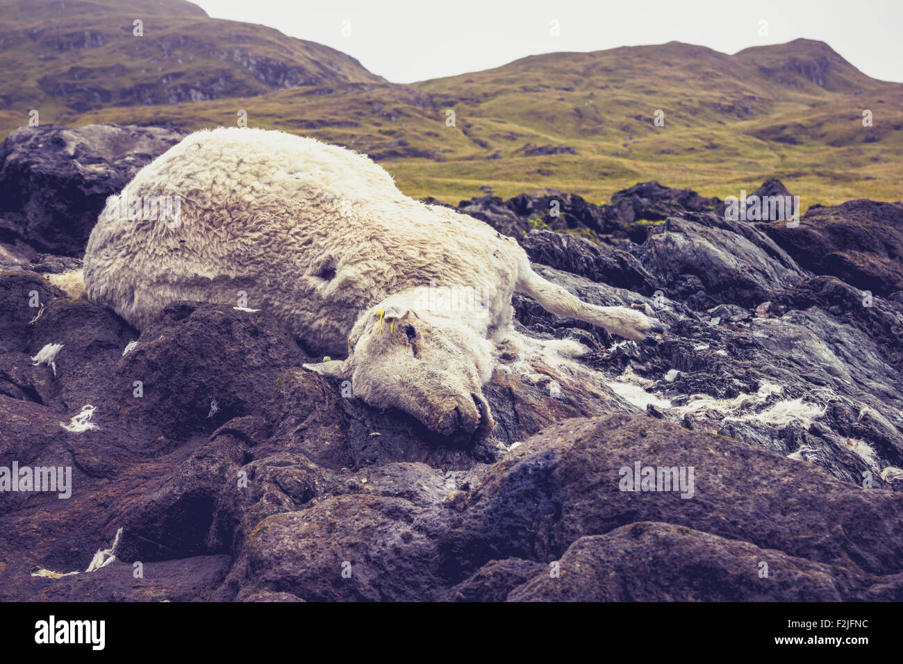 Death and decay hi-res stock photography and images - Alamy