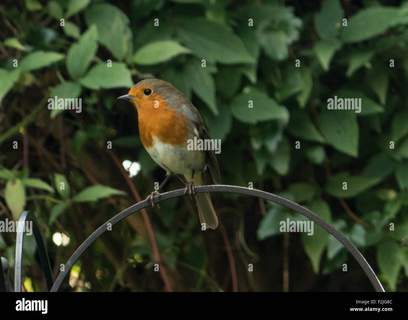 Red chest robin hi-res stock photography and images - Alamy