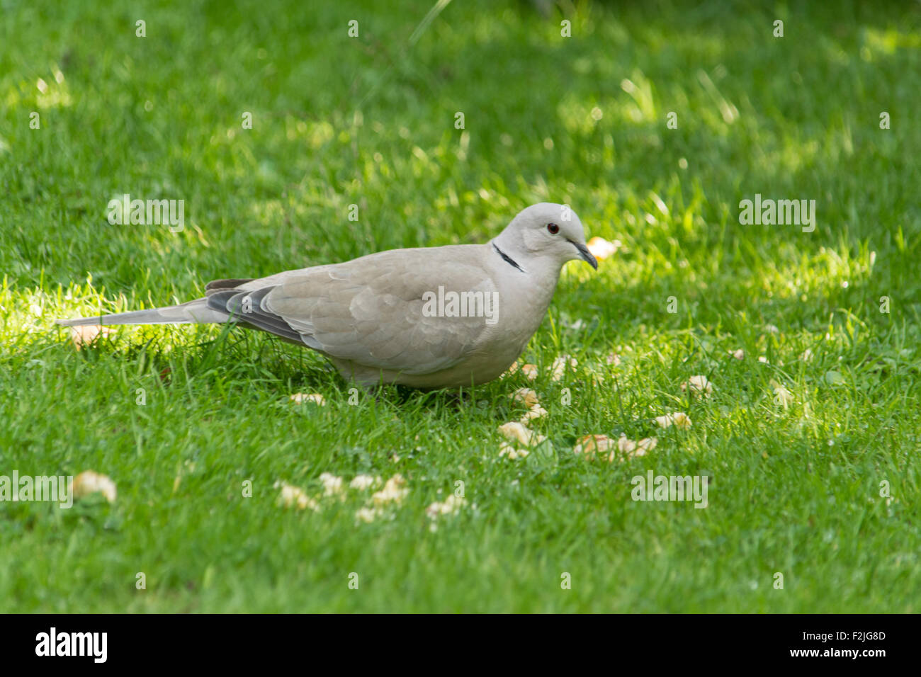 Collard Dove eating Stock Photo - Alamy
