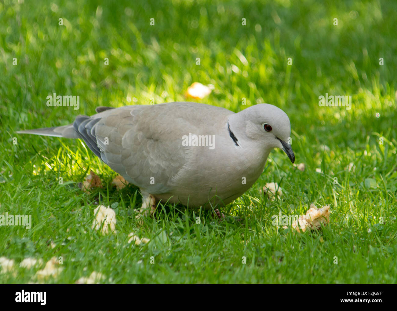 Collard Dove eating Stock Photo - Alamy