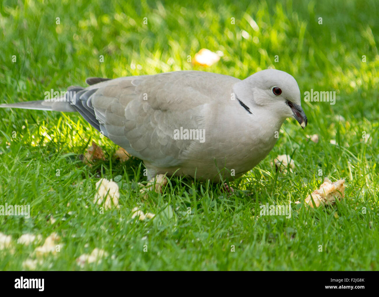 Collard Dove eating Stock Photo - Alamy
