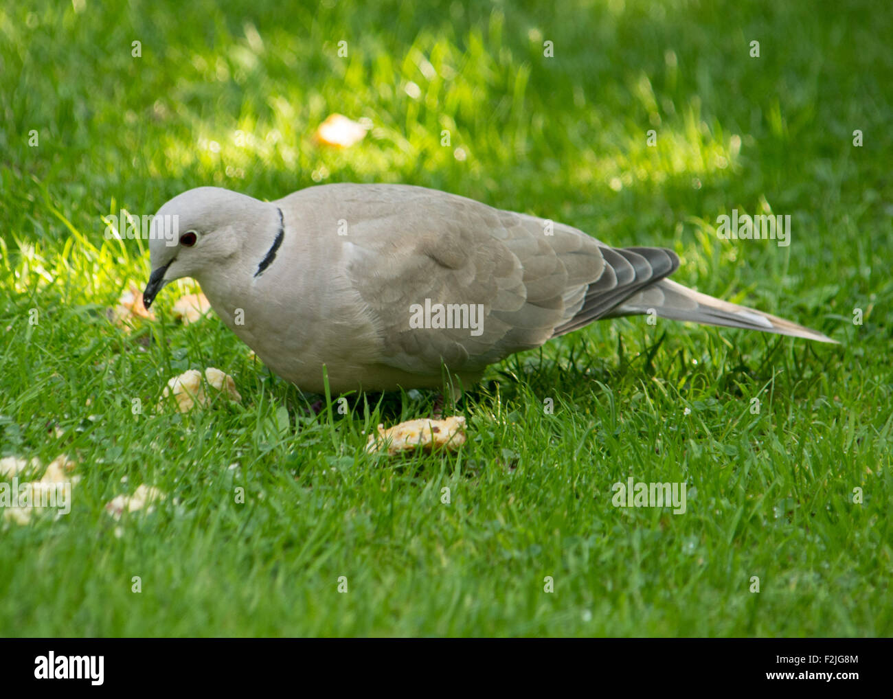Collard dove bird hi-res stock photography and images - Alamy