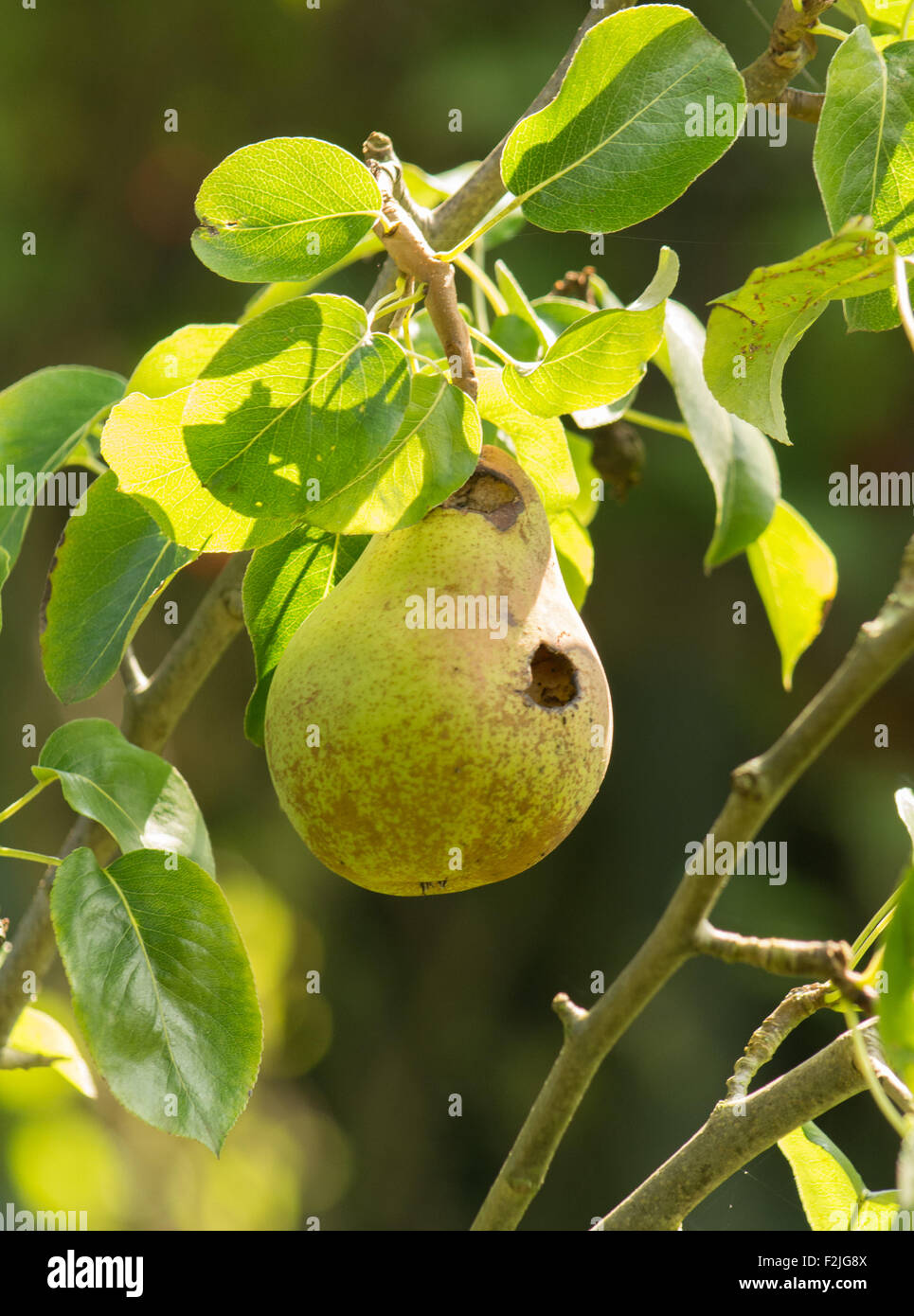Rotten pear hi-res stock photography and images - Alamy