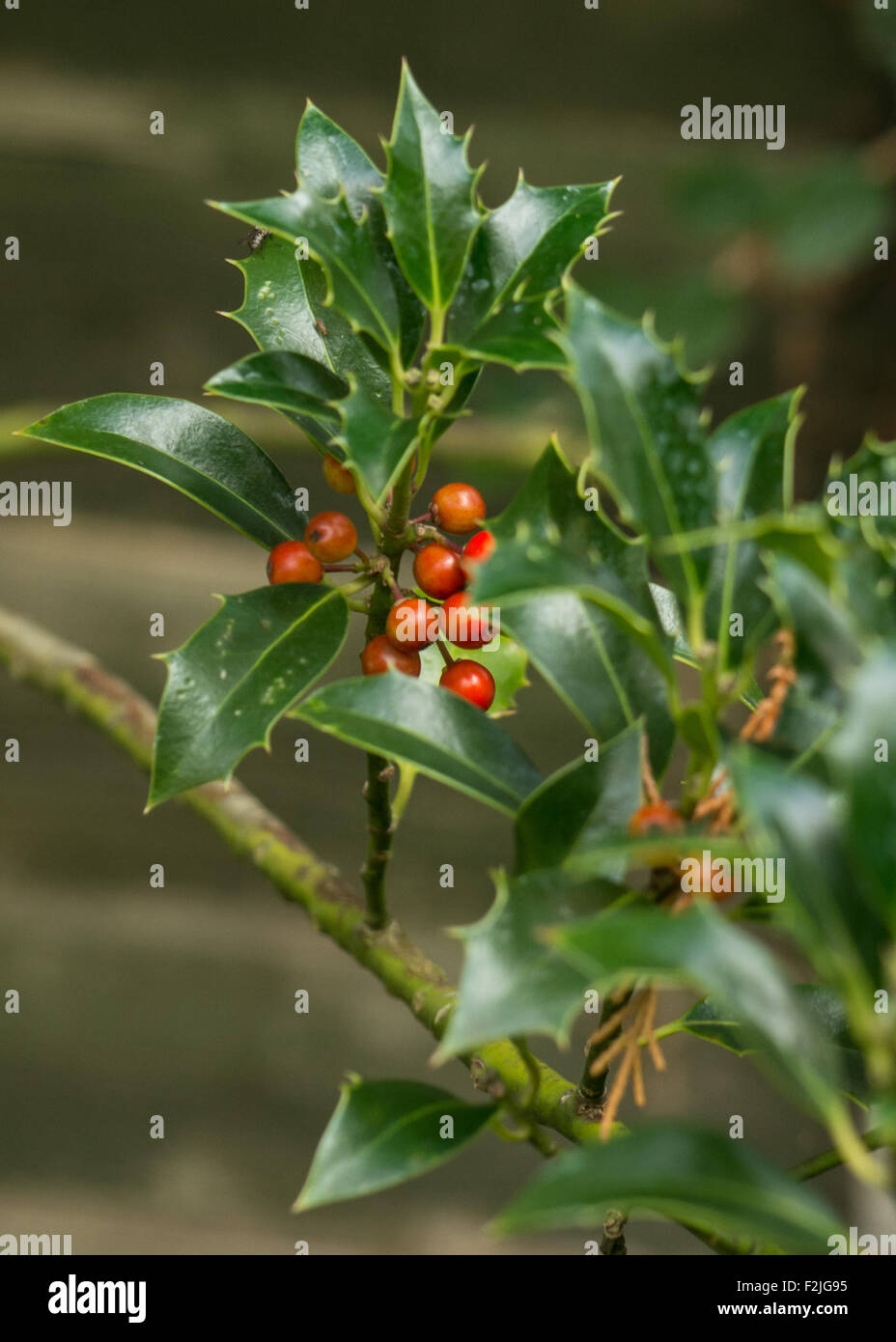 Holly bush hi-res stock photography and images - Alamy