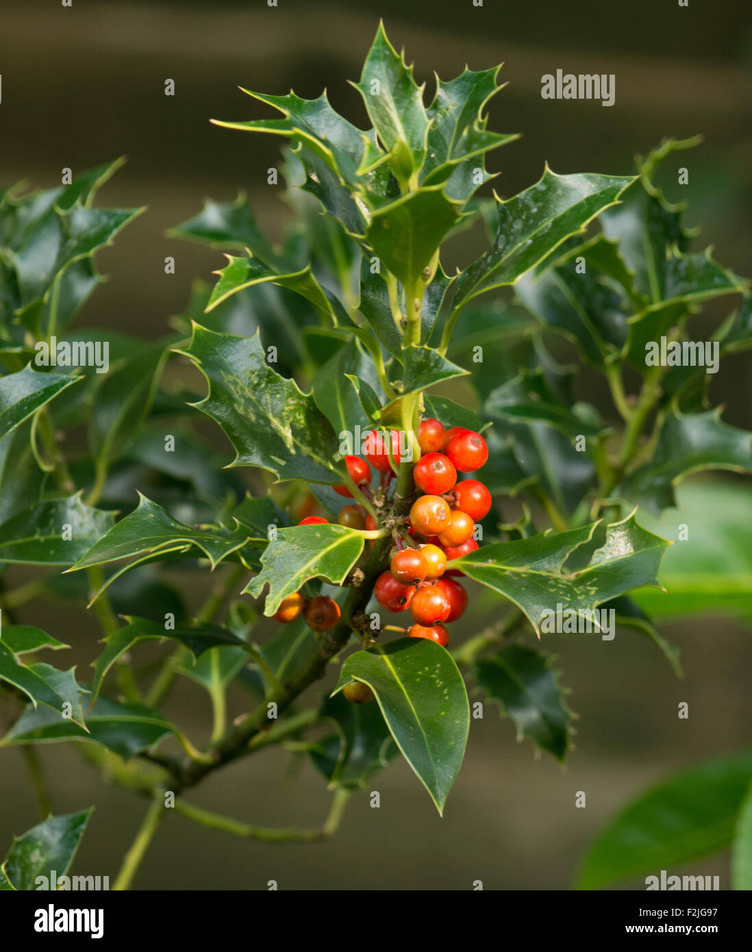 Holly berries bush hi-res stock photography and images - Alamy