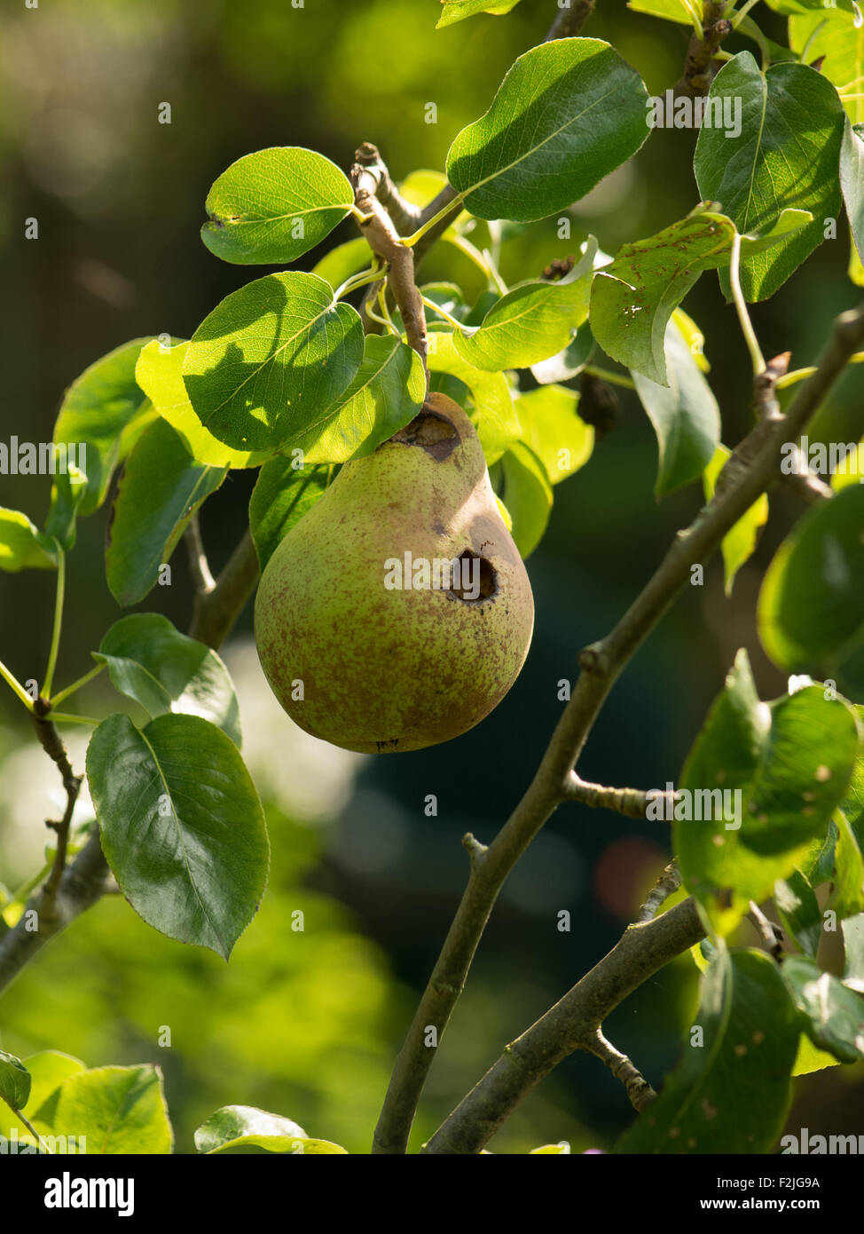 Rotten Pear High Resolution Stock Photography and Images - Alamy