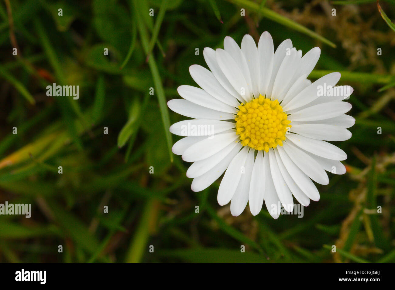 A single daisy (Bellis perennis) macro from above Stock Photo - Alamy