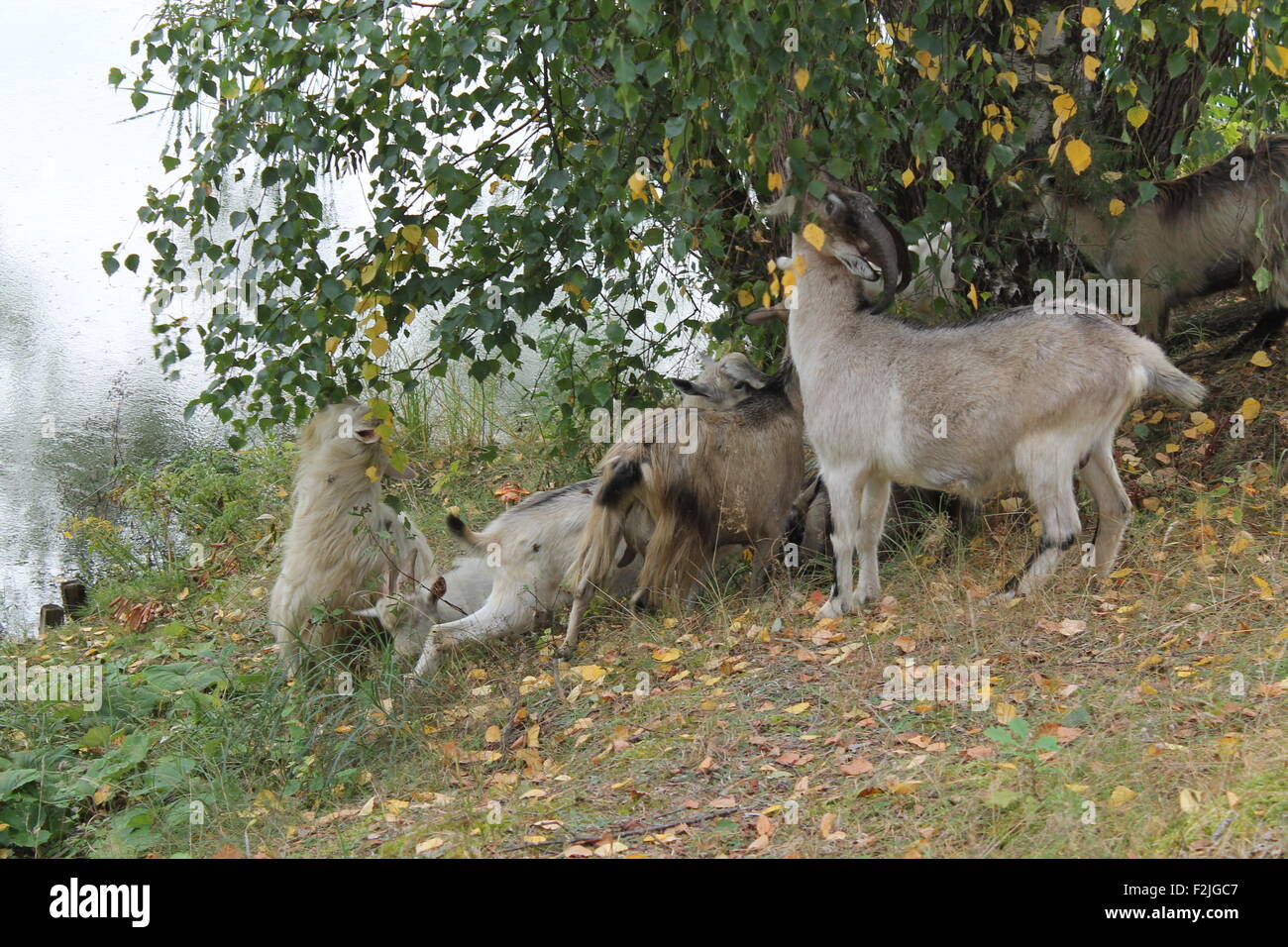 white group of home goats from farm feeding on the autumn river bank ...