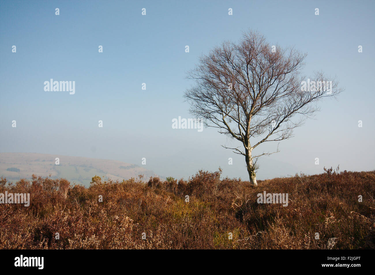 A lone tree with no leaves on a hilltop picked out against a hazy blue ...