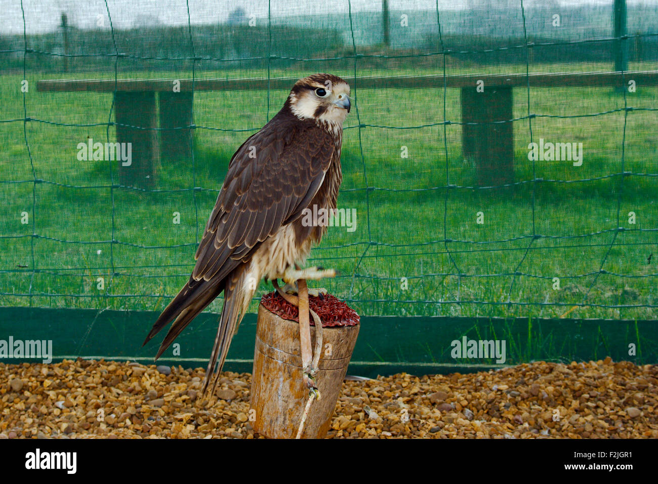 Falconry bird tethered hi-res stock photography and images - Alamy