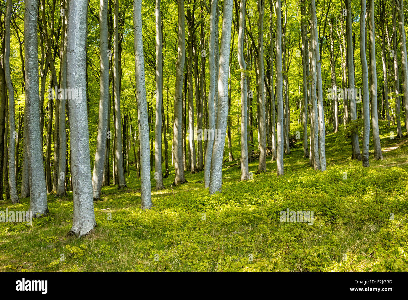 Coastal forest hi-res stock photography and images - Alamy