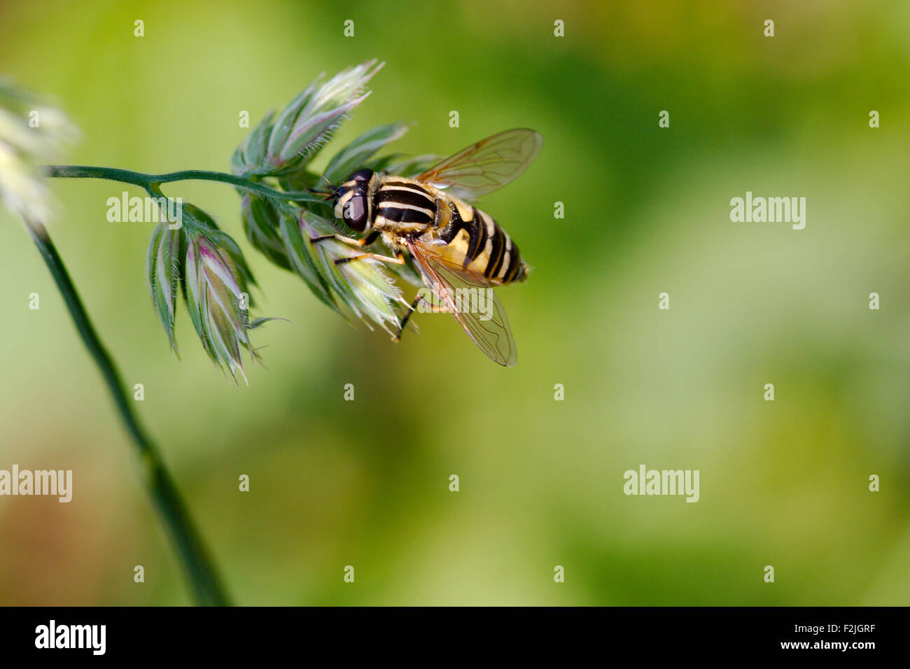 A hover fly resting on grass Stock Photo - Alamy