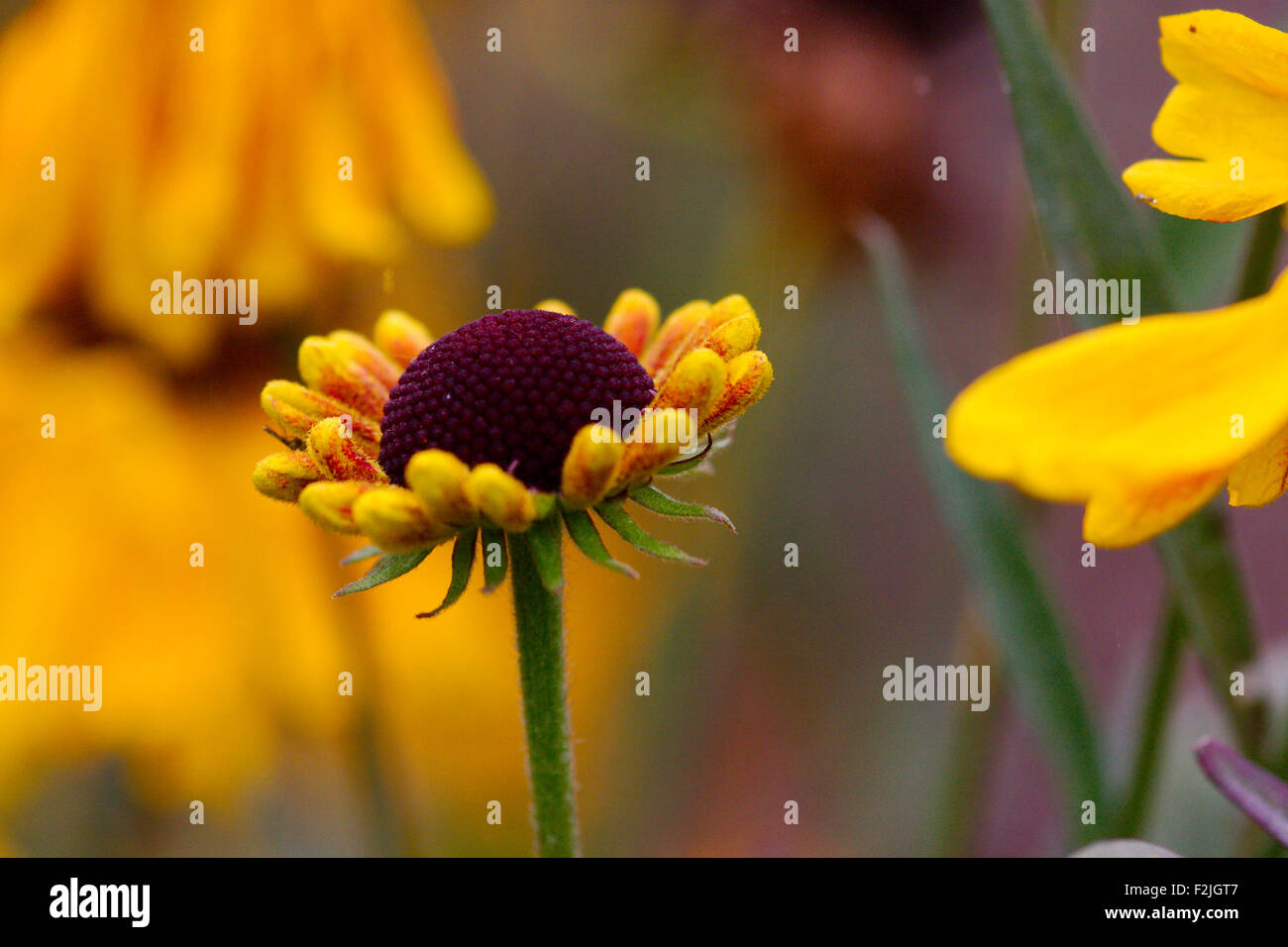 A young, yellow Helenium emerging against a blurred background Stock ...