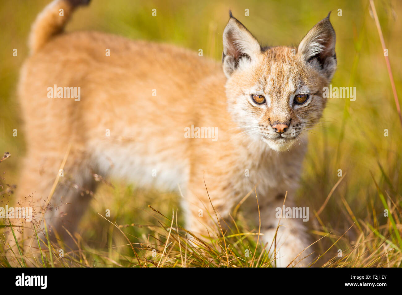 Cute young lynx cub plays in the meadow Stock Photo - Alamy