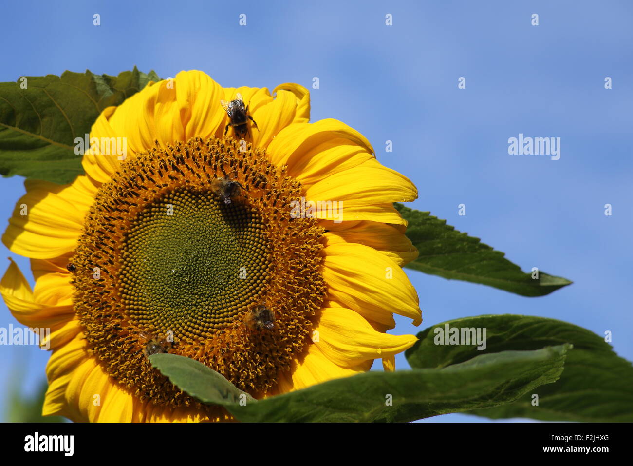 Sunflower on blue sky background with three bees gathering nectar Stock ...