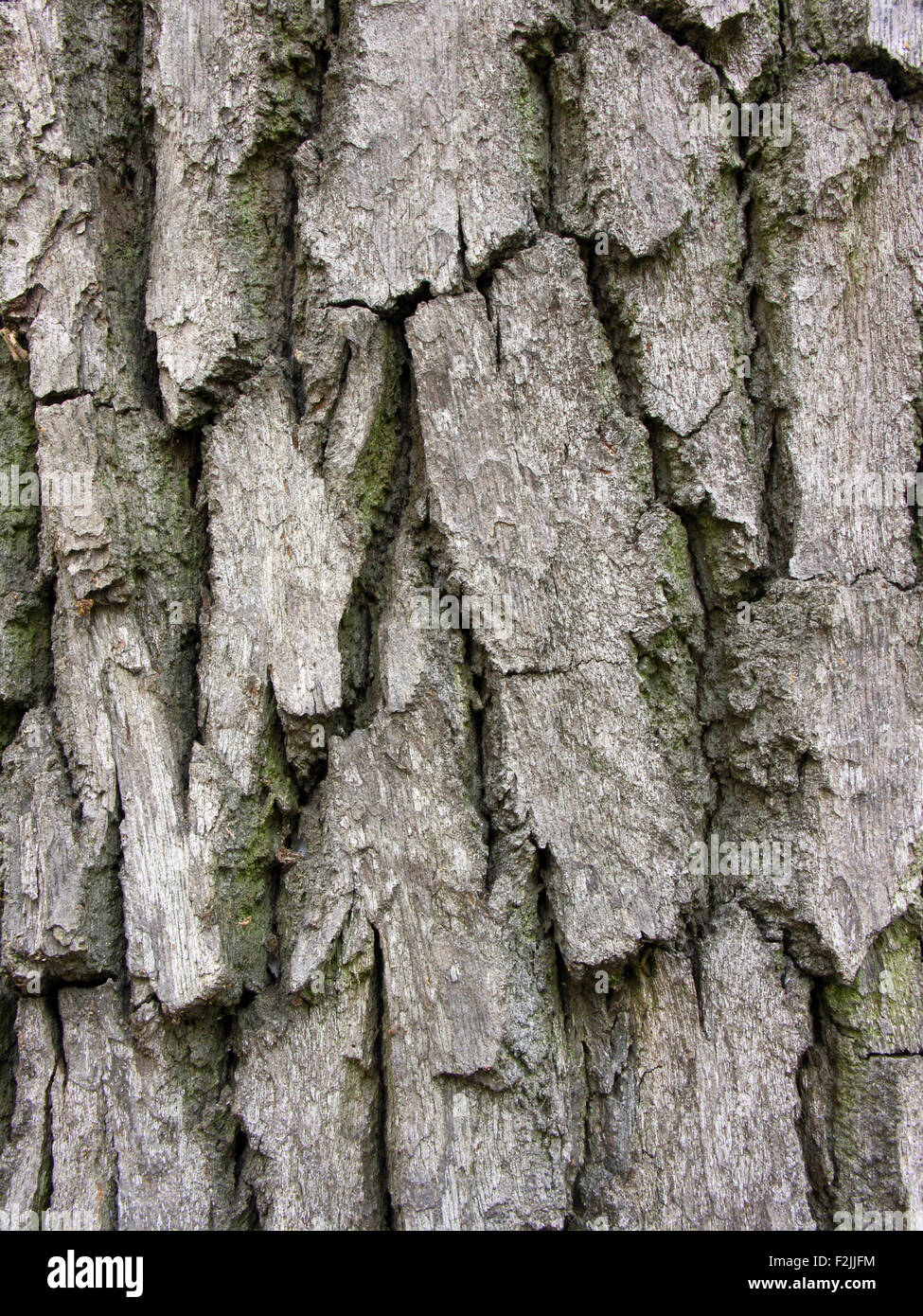 Oak bark texture hi-res stock photography and images - Alamy