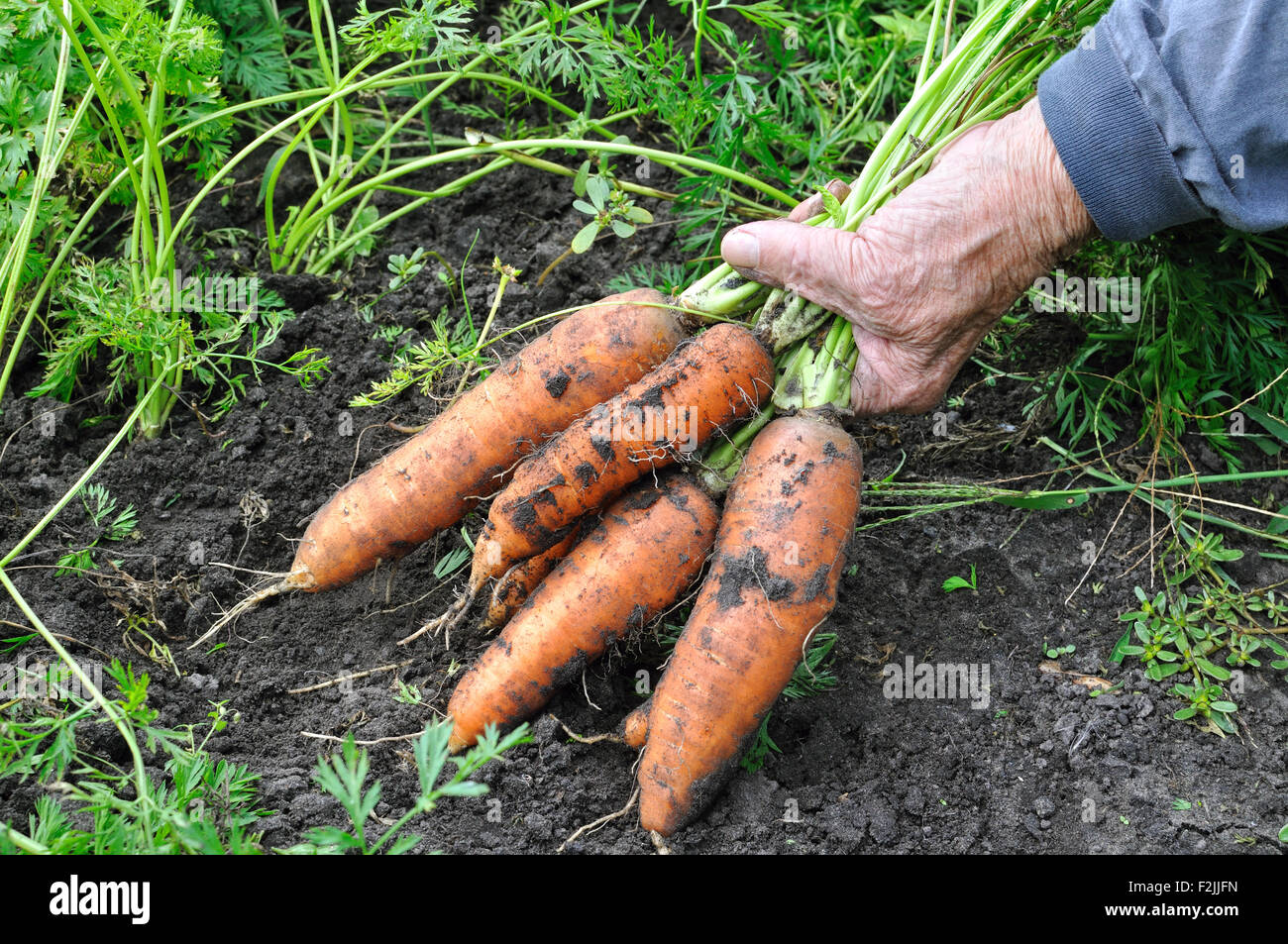 farmer hold freshly harvested ripe carrots Stock Photo - Alamy