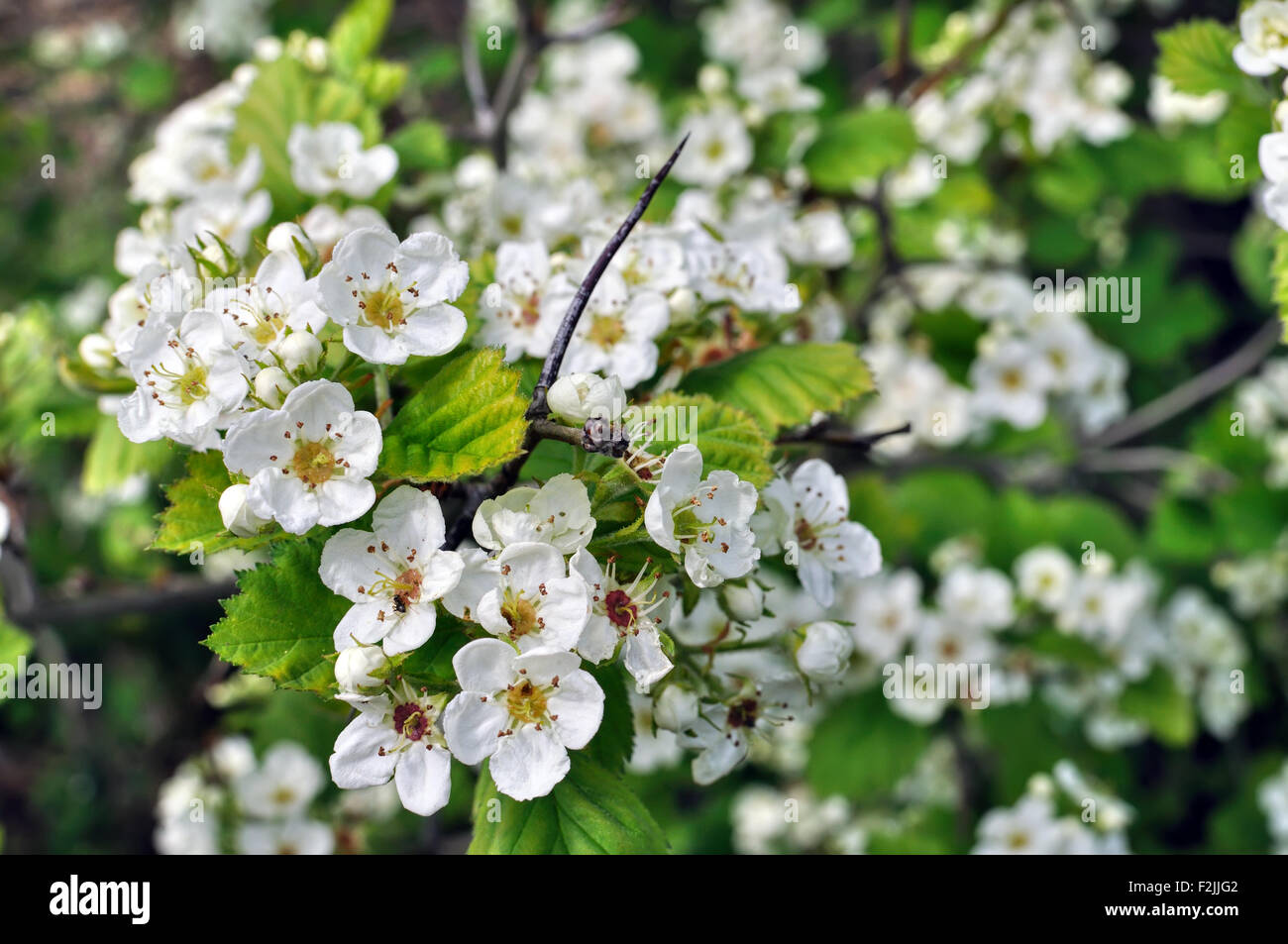 close-up of blooming hawthorn Stock Photo - Alamy