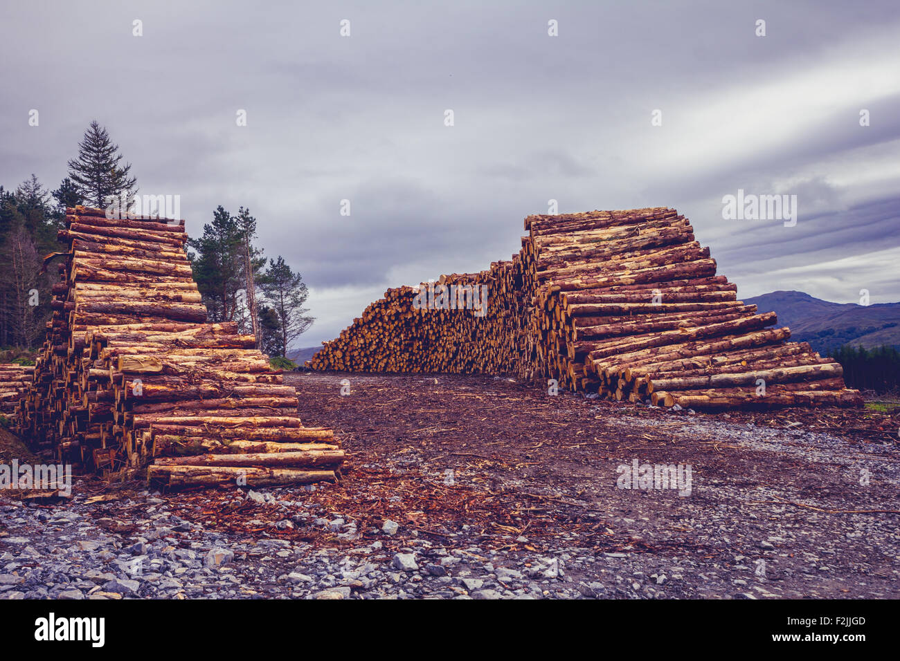 Logs in the wilderness Stock Photo - Alamy