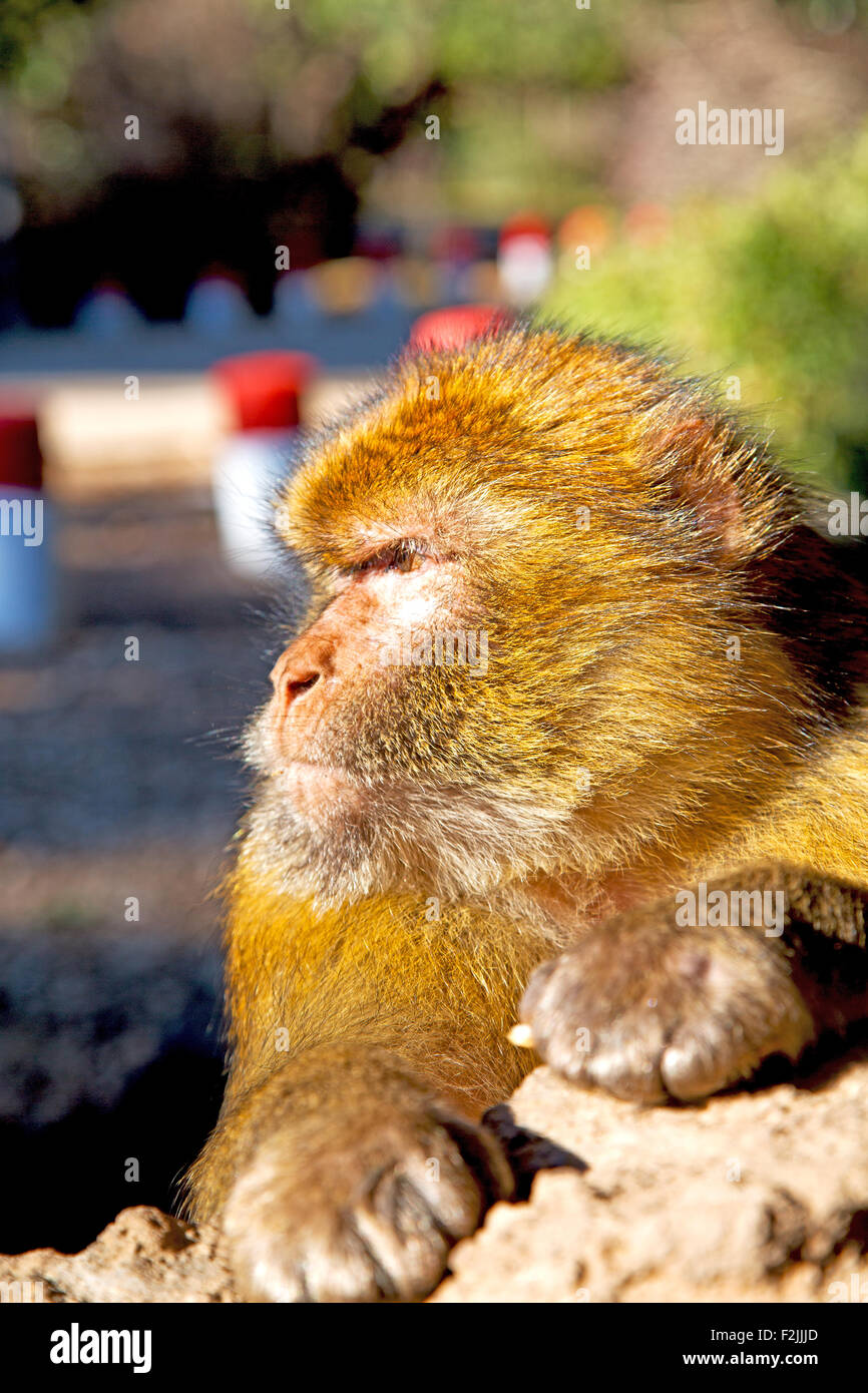 old monkey in africa morocco and natural background fauna close up ...