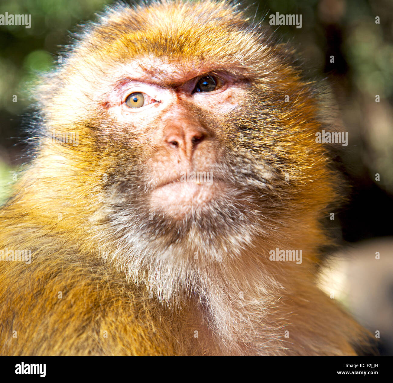 old monkey in africa morocco and natural background fauna close up ...