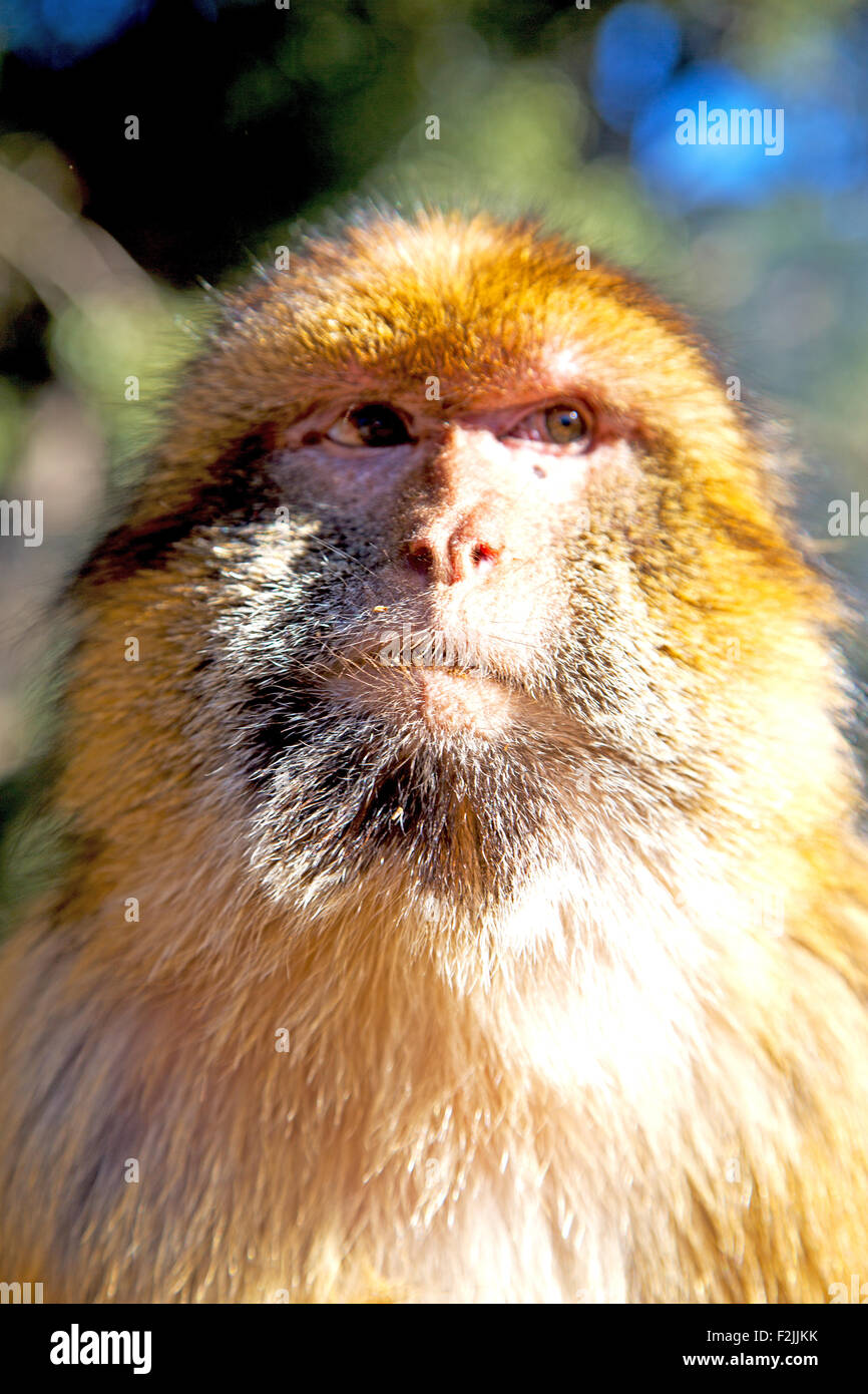 old monkey in africa morocco and natural background fauna close up ...