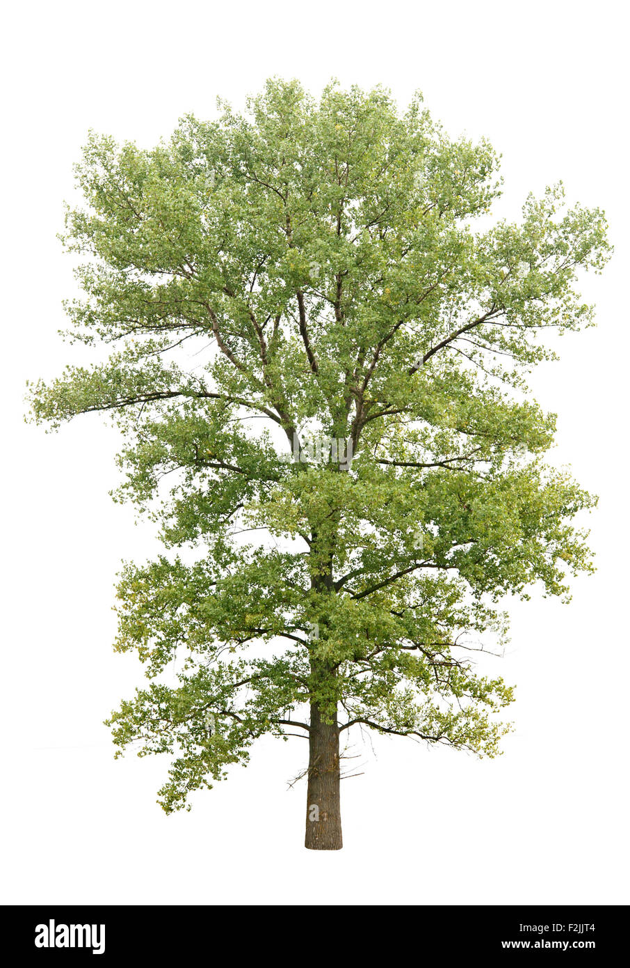 a tree isolated on white Stock Photo - Alamy